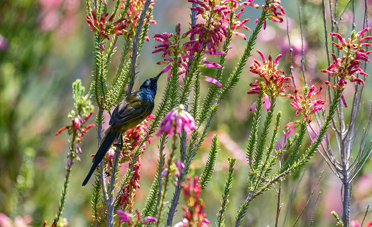 Sunbirds Are the Hummingbirds of South Africa: Bright and Beautiful