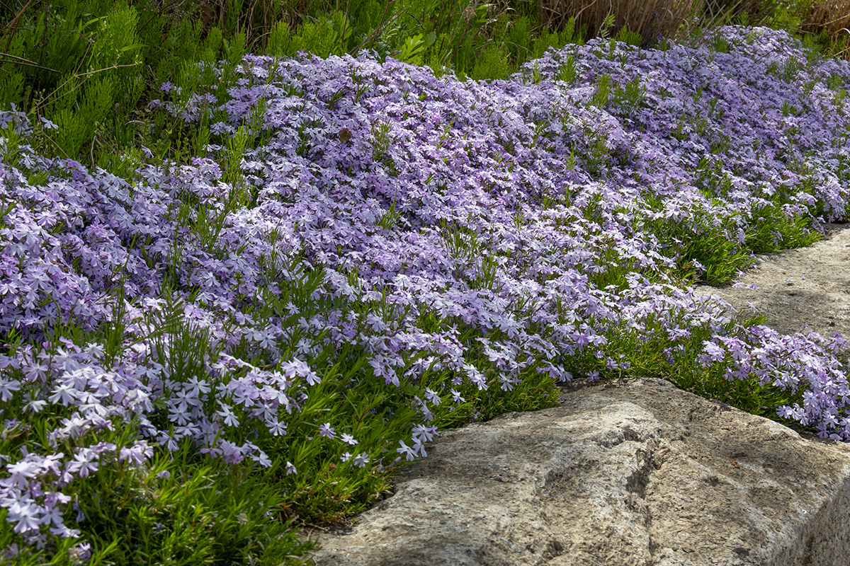 Spring Phlox Species Offer Flowers from Early Spring to Early Summer
