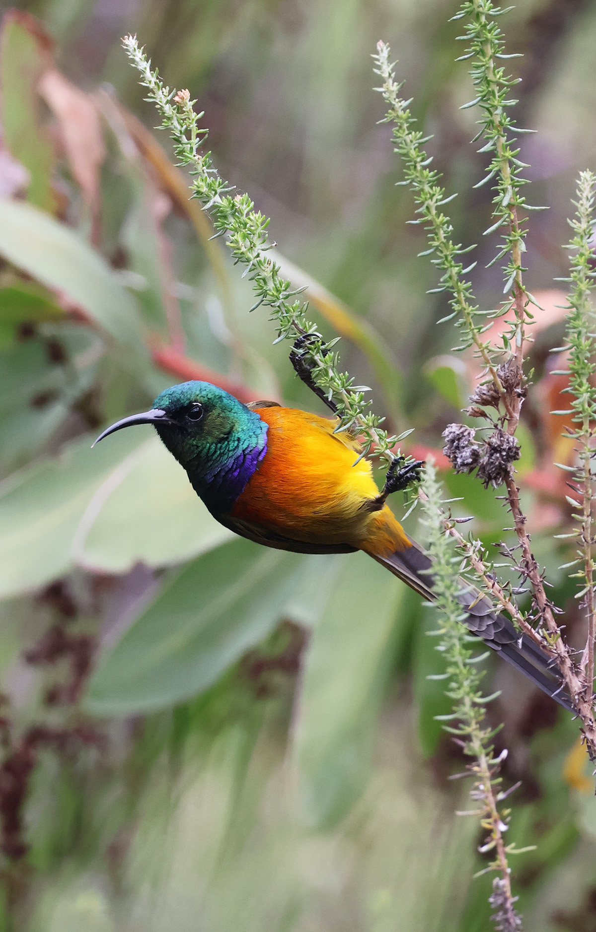 Sunbirds Are the Hummingbirds of South Africa: Bright and Beautiful