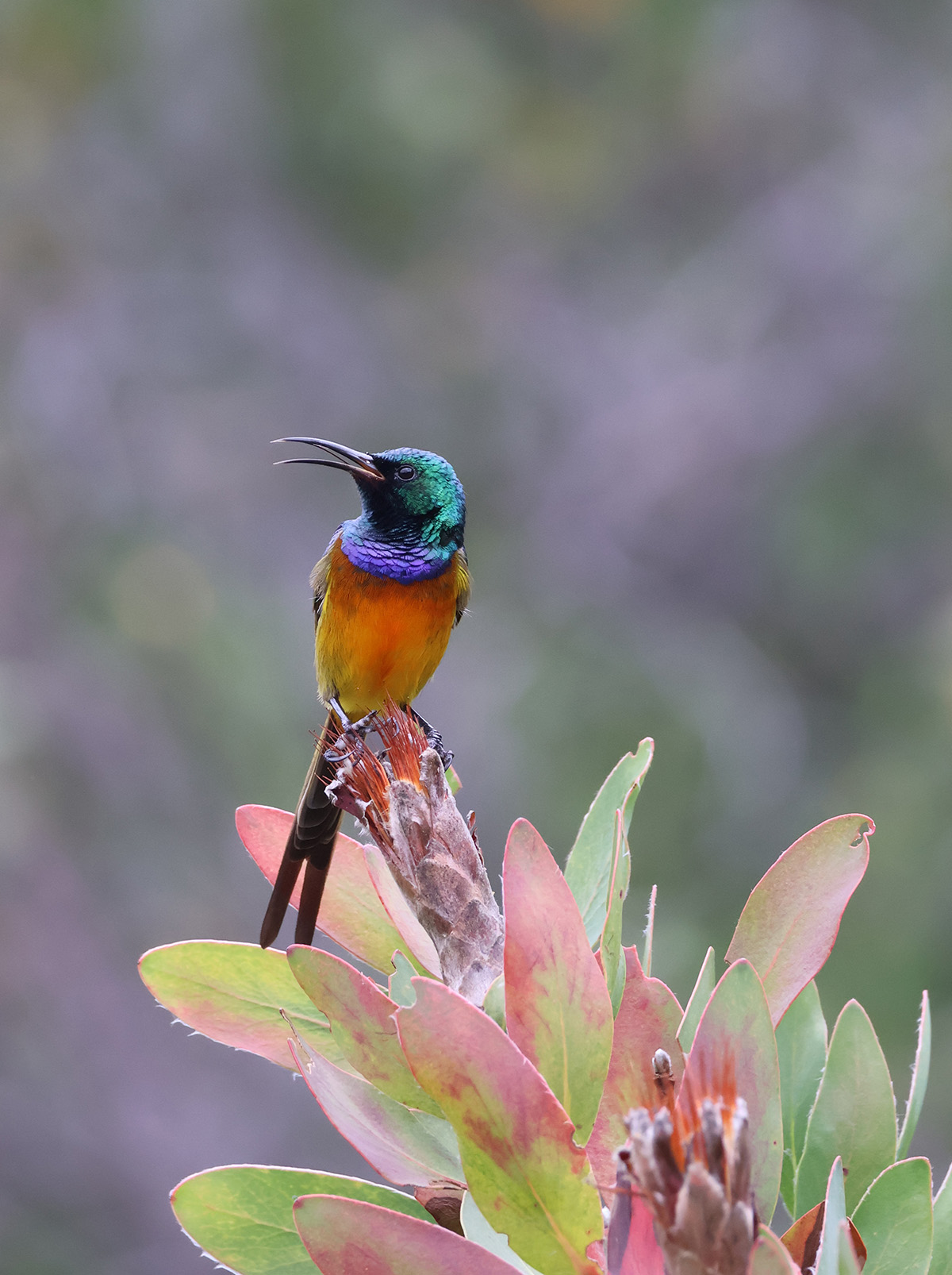 Sunbirds Are the Hummingbirds of South Africa: Bright and Beautiful