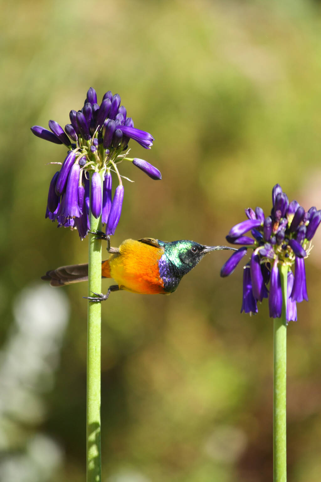 Sunbirds Are the Hummingbirds of South Africa: Bright and Beautiful