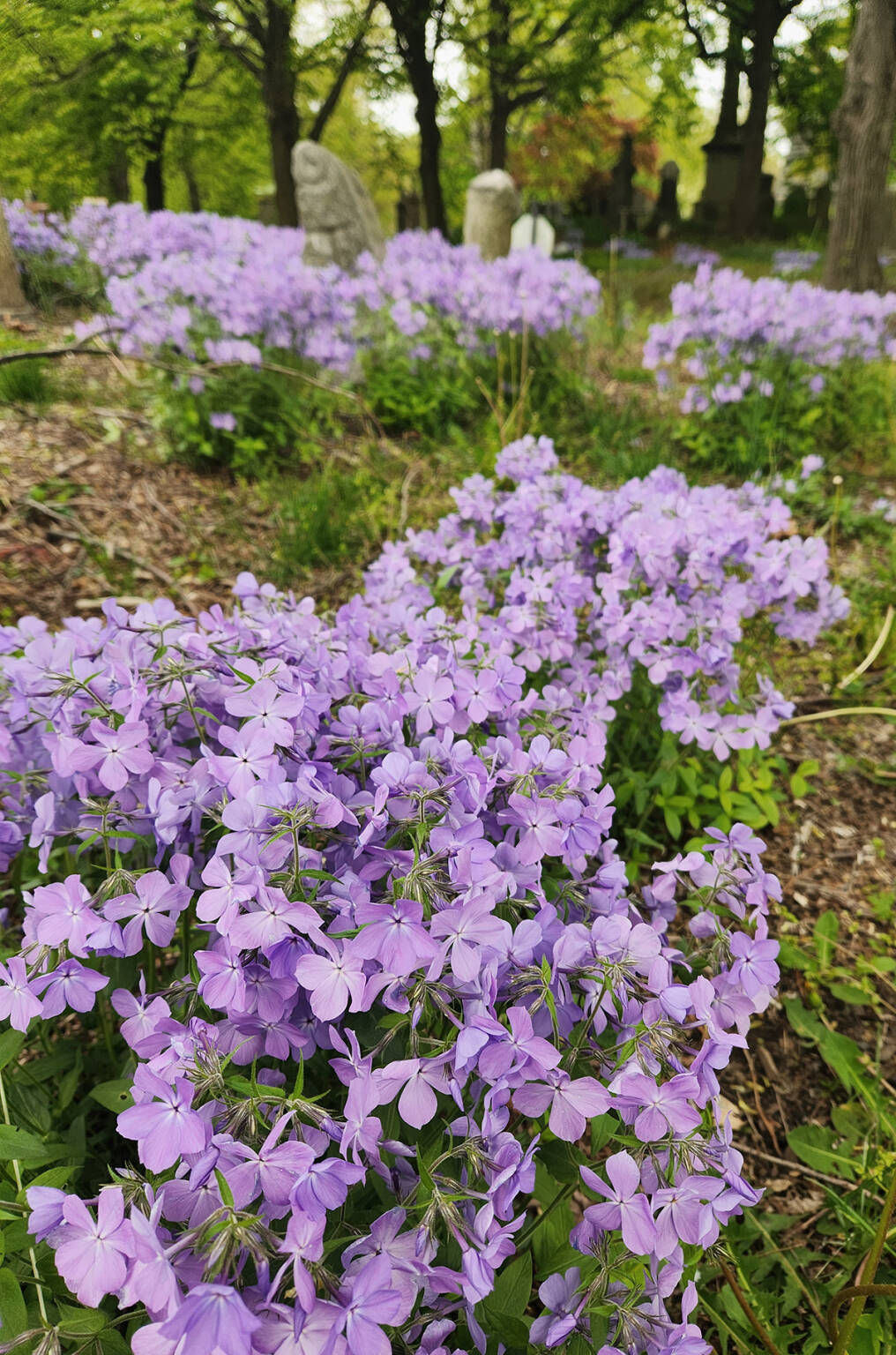 Spring Phlox Species Offer Flowers from Early Spring to Early Summer