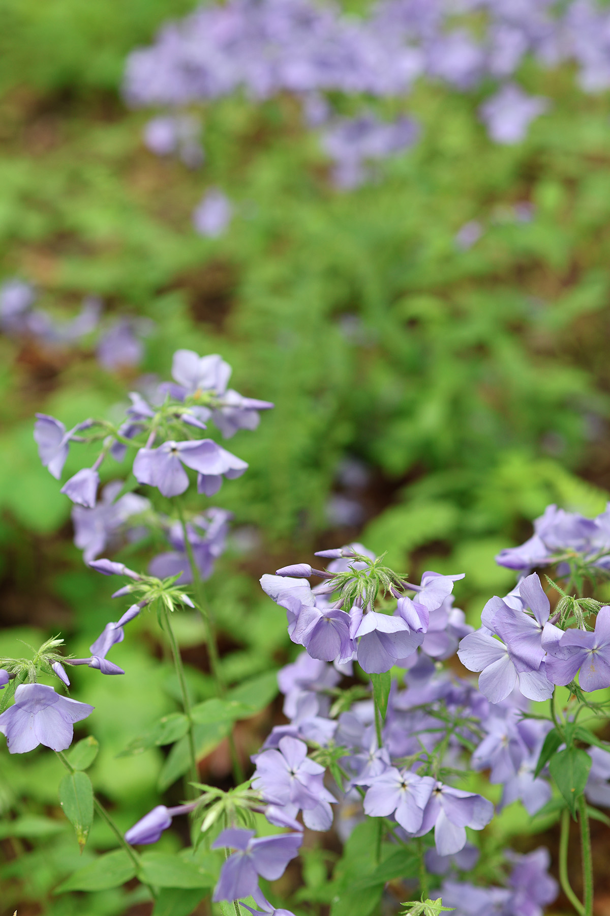 Spring Phlox Species Offer Flowers from Early Spring to Early Summer