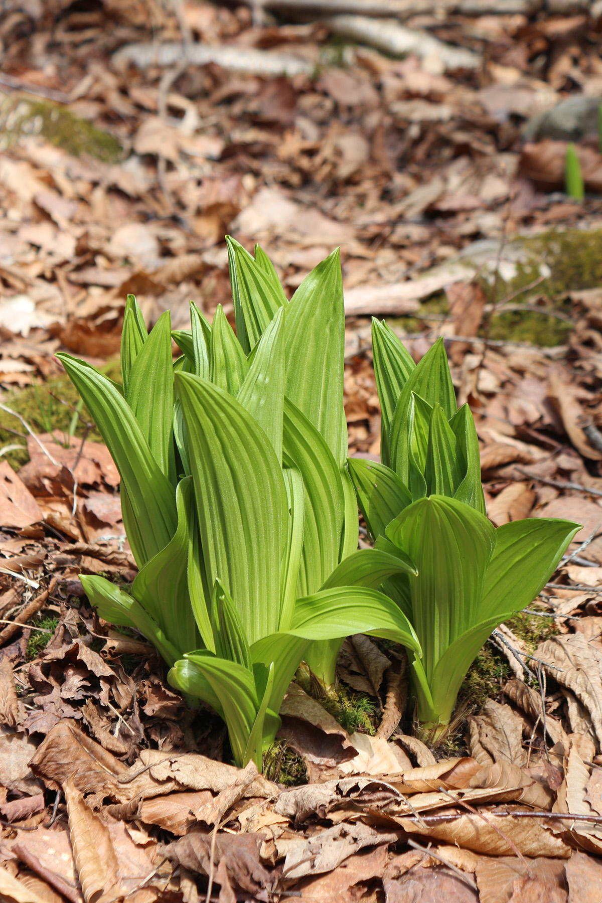 Ramp Leaf Oil Recipe: Like Green Gold in the Kitchen