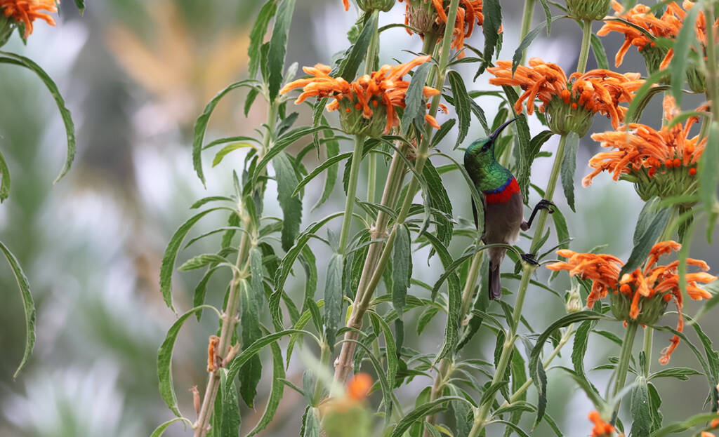 Sunbirds Are the Hummingbirds of South Africa: Bright and Beautiful
