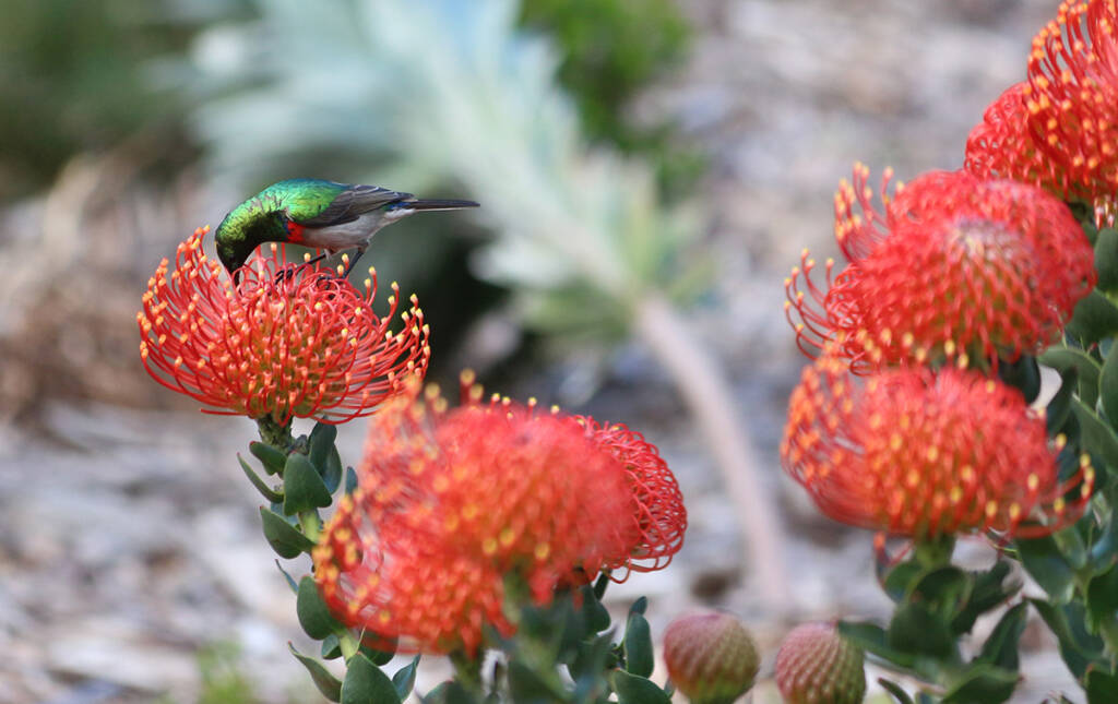 Sunbirds Are the Hummingbirds of South Africa: Bright and Beautiful