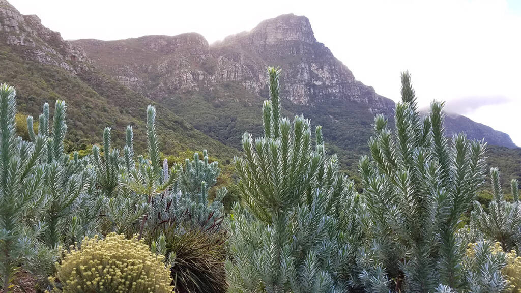 Sunbirds Are the Hummingbirds of South Africa: Bright and Beautiful