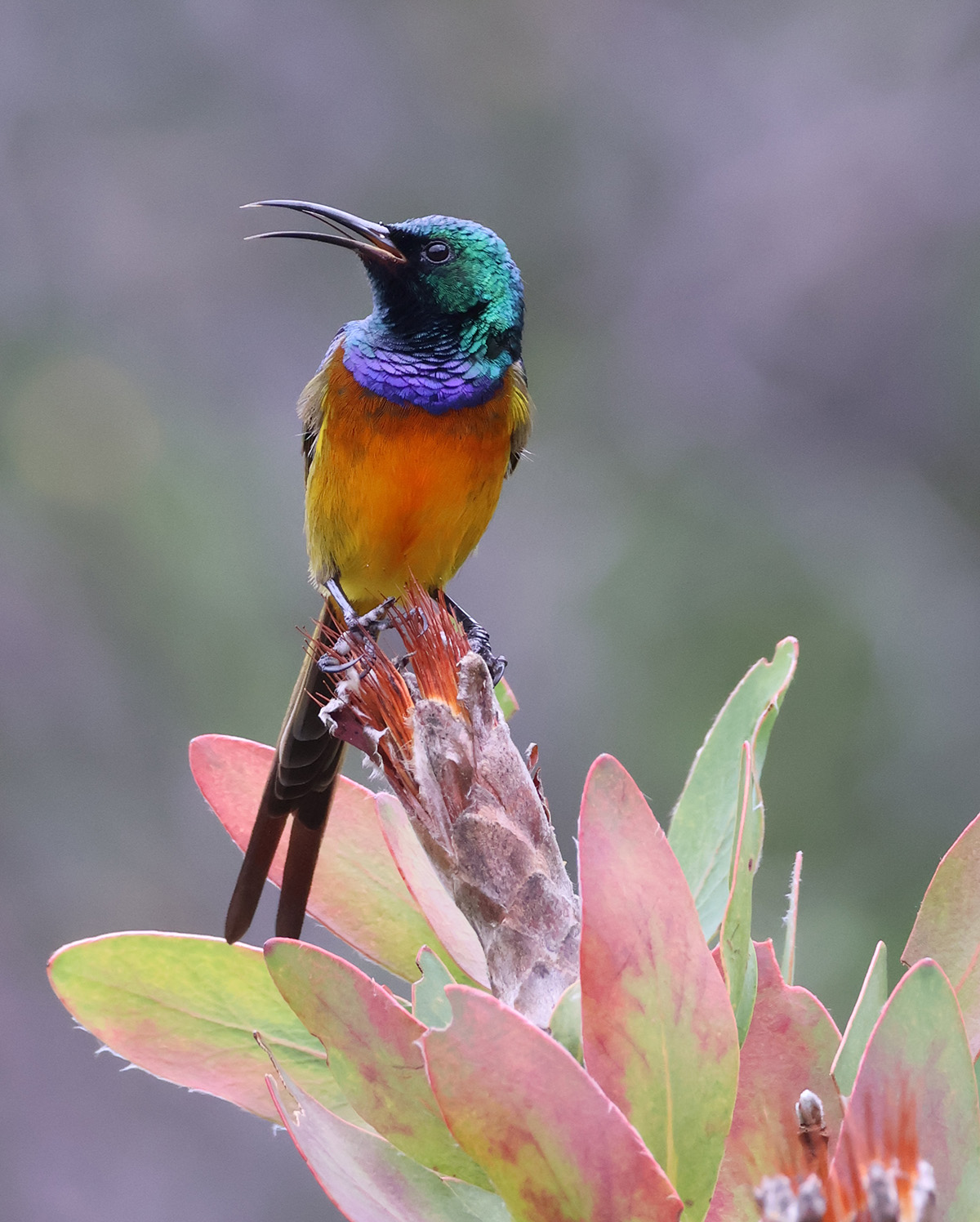 Sunbirds Are the Hummingbirds of South Africa: Bright and Beautiful