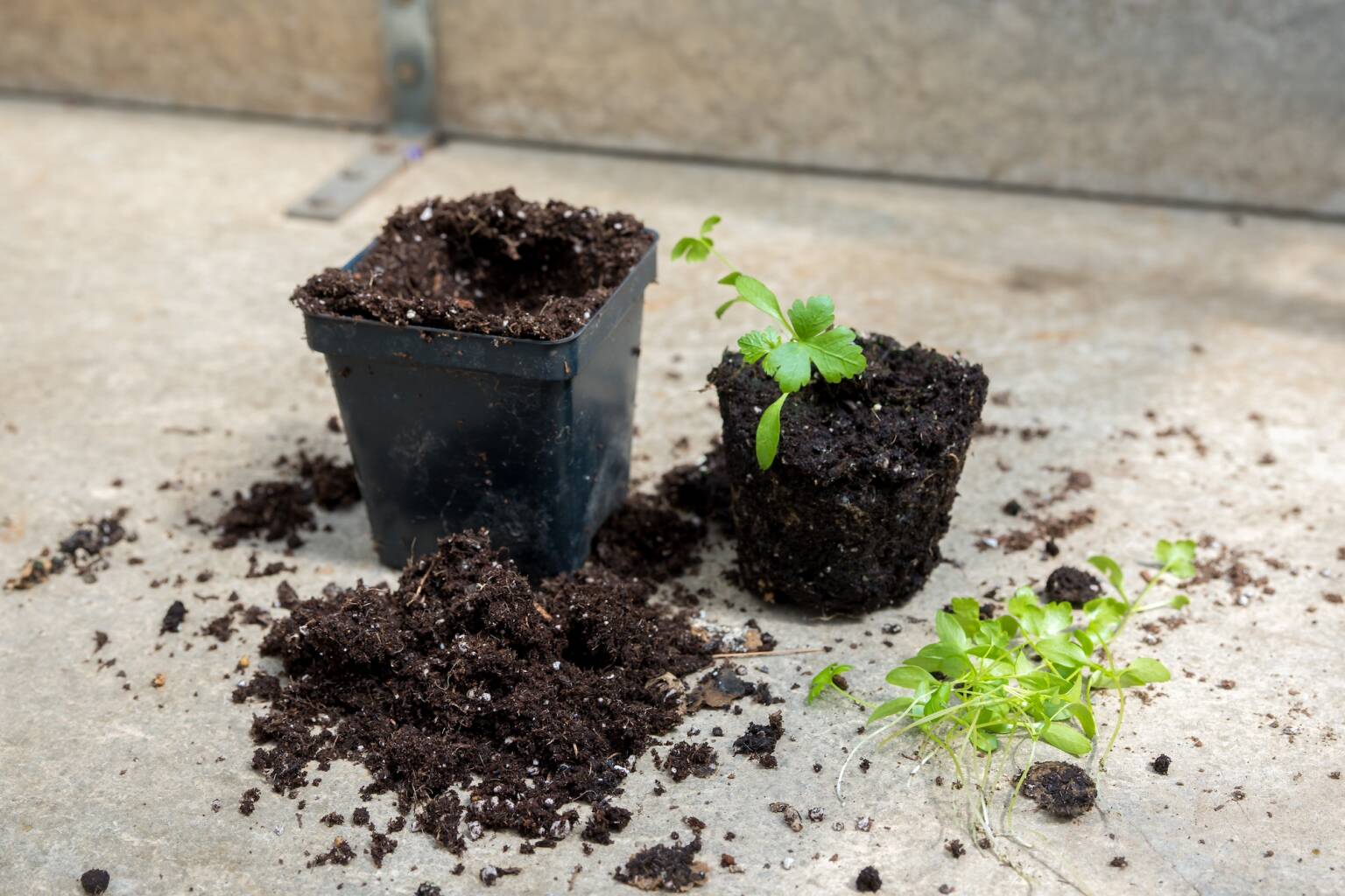 Gardening 101: How to Transplant Seedlings and Plantlings - Gardenista