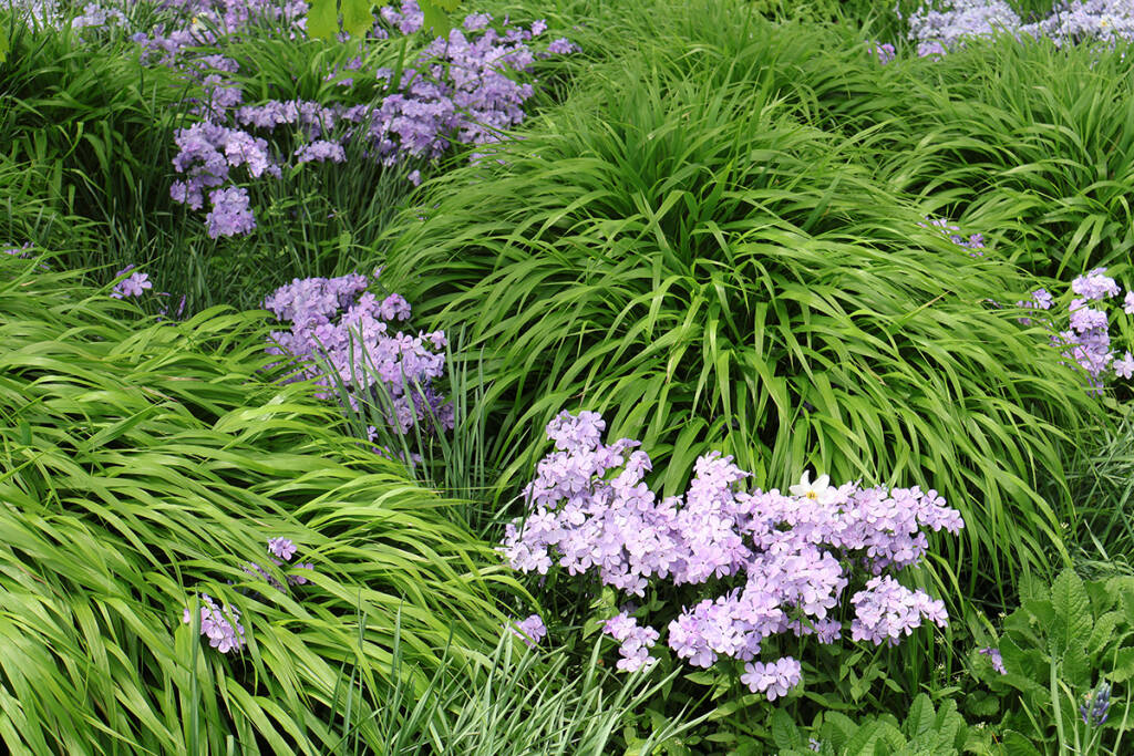 Spring Phlox Species Offer Flowers from Early Spring to Early Summer