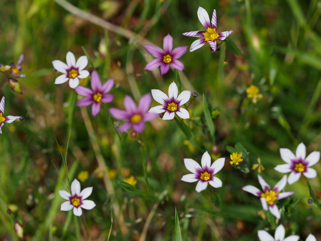Blue-Eyed Grass: How to Grow Sisyrinchium, a Native Perennial in the ...