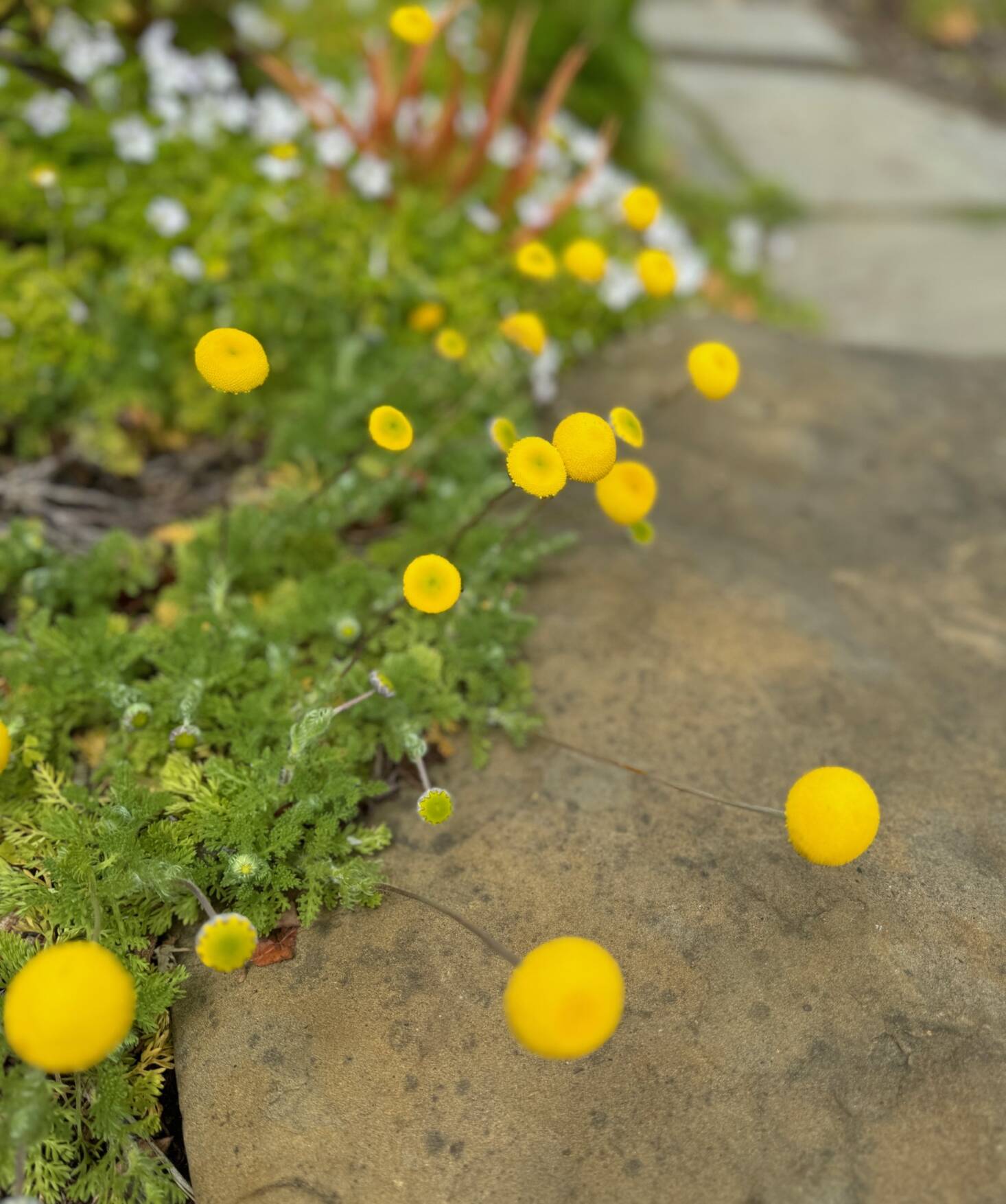 Cotula lineariloba: How to Grow This Excellent Ground Cover