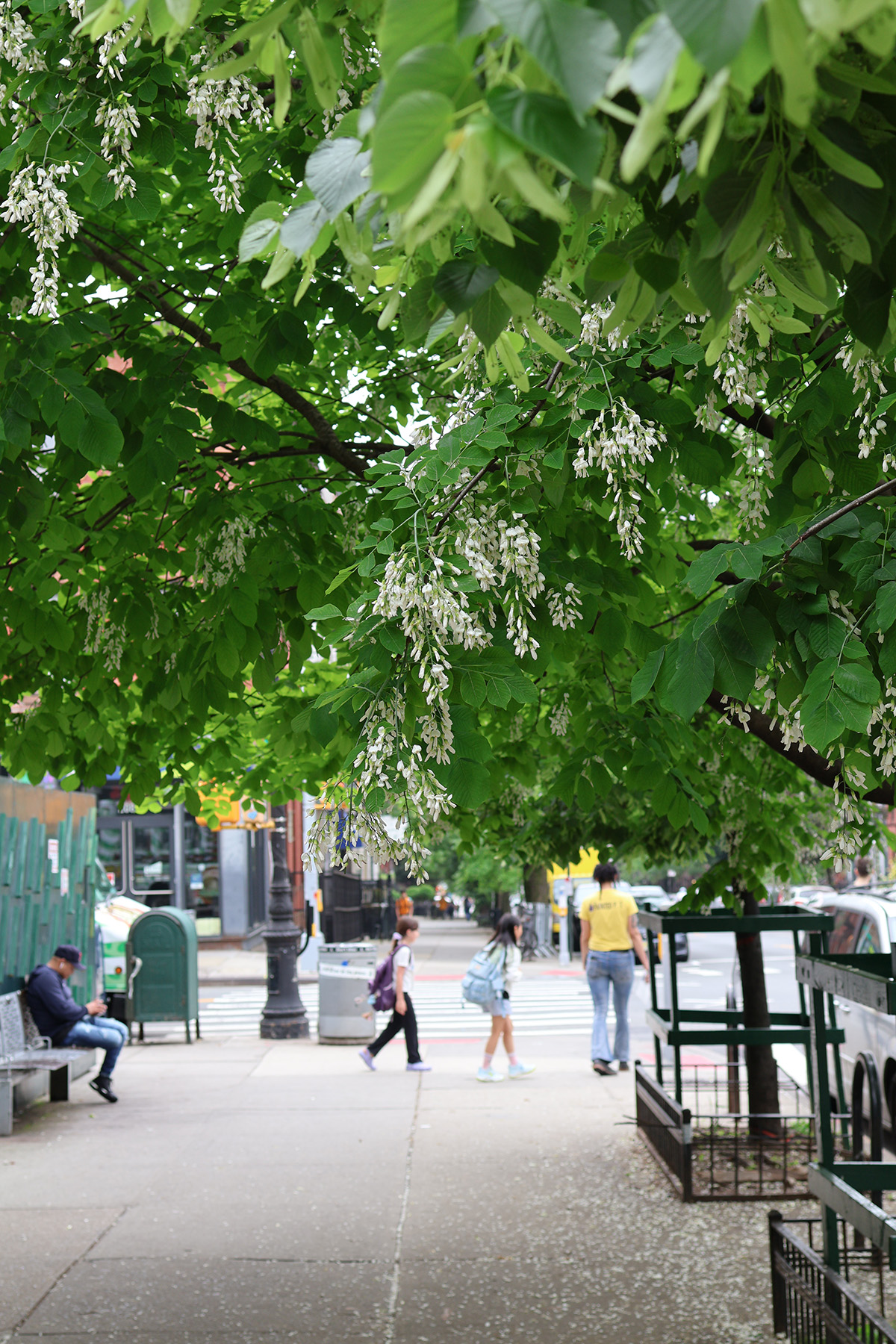 Citizen Pruners certification allows anyone to care for the street ...