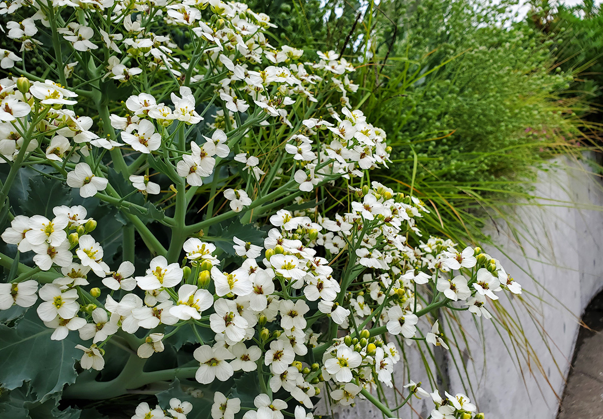 Sea Kale: How to Grow the Ornamental Vegetable (Plus a Recipe)