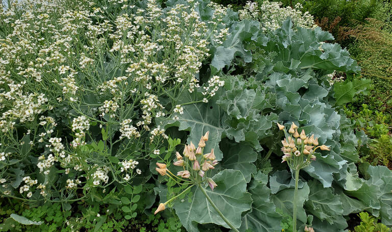 Sea Kale: How to Grow the Ornamental Vegetable (Plus a Recipe)