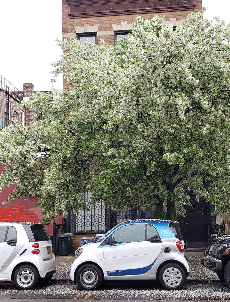 Citizen Pruners certification allows anyone to care for the street ...
