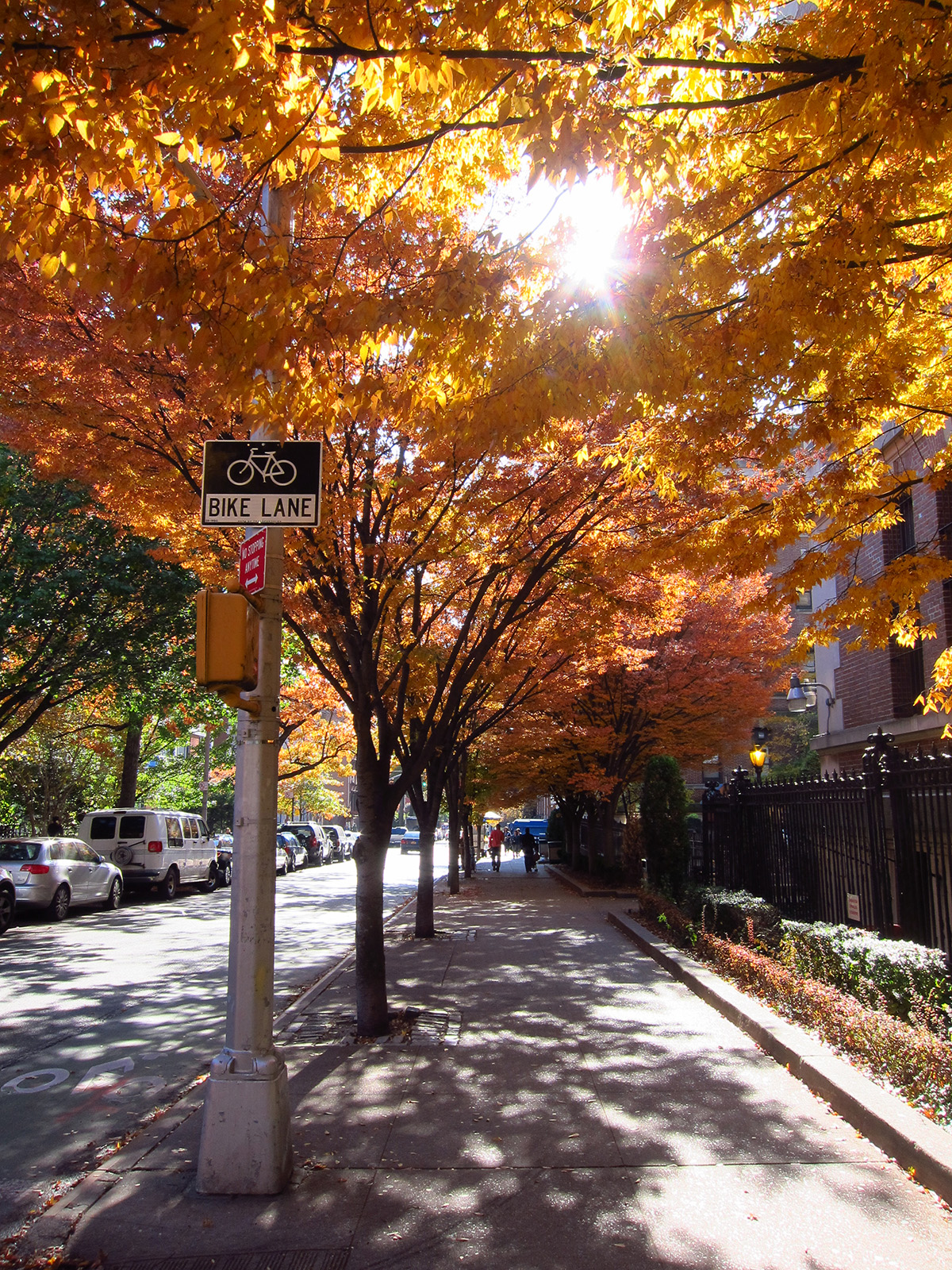 Citizen Pruners certification allows anyone to care for the street ...