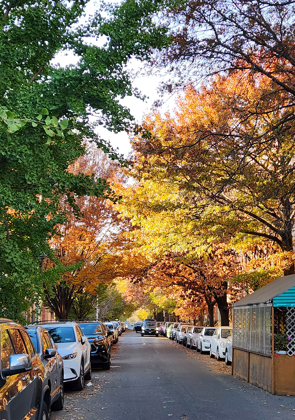 Citizen Pruners certification allows anyone to care for the street ...