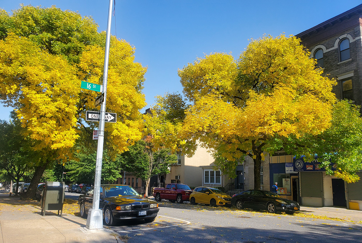 Citizen Pruners certification allows anyone to care for the street ...