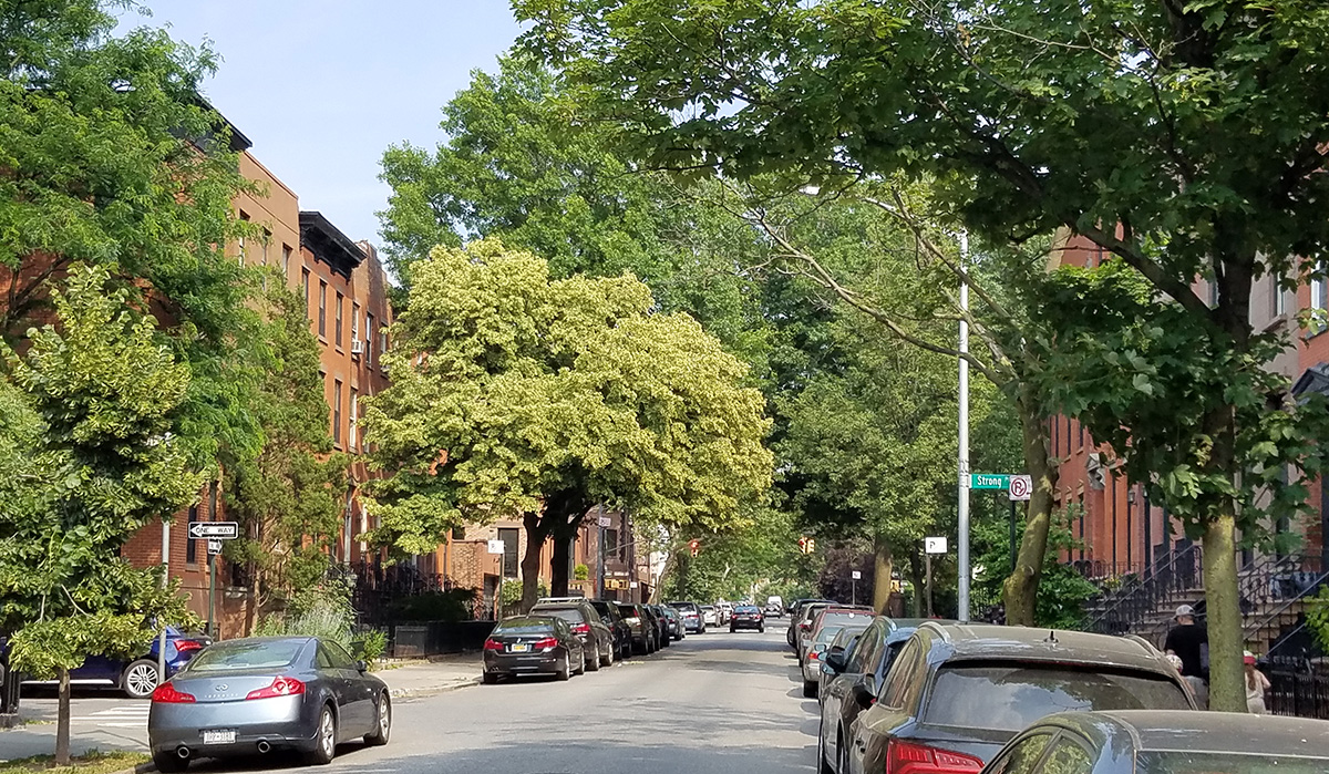 Citizen Pruners certification allows anyone to care for the street ...