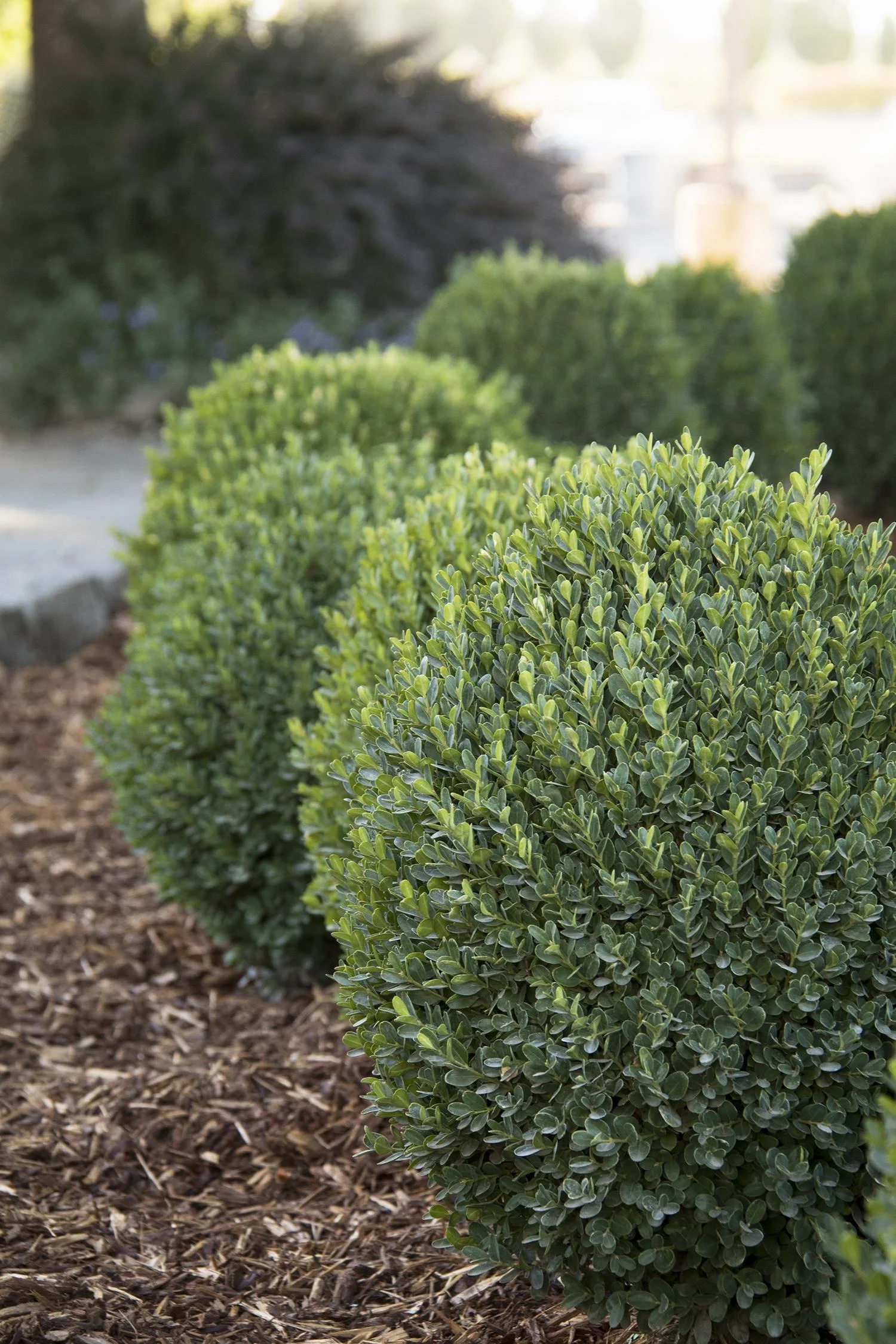 Evergreen Shrubs with a Natural Round Shape: Our Favorites