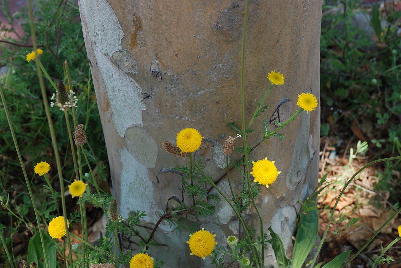 Cotula lineariloba: How to Grow This Excellent Ground Cover