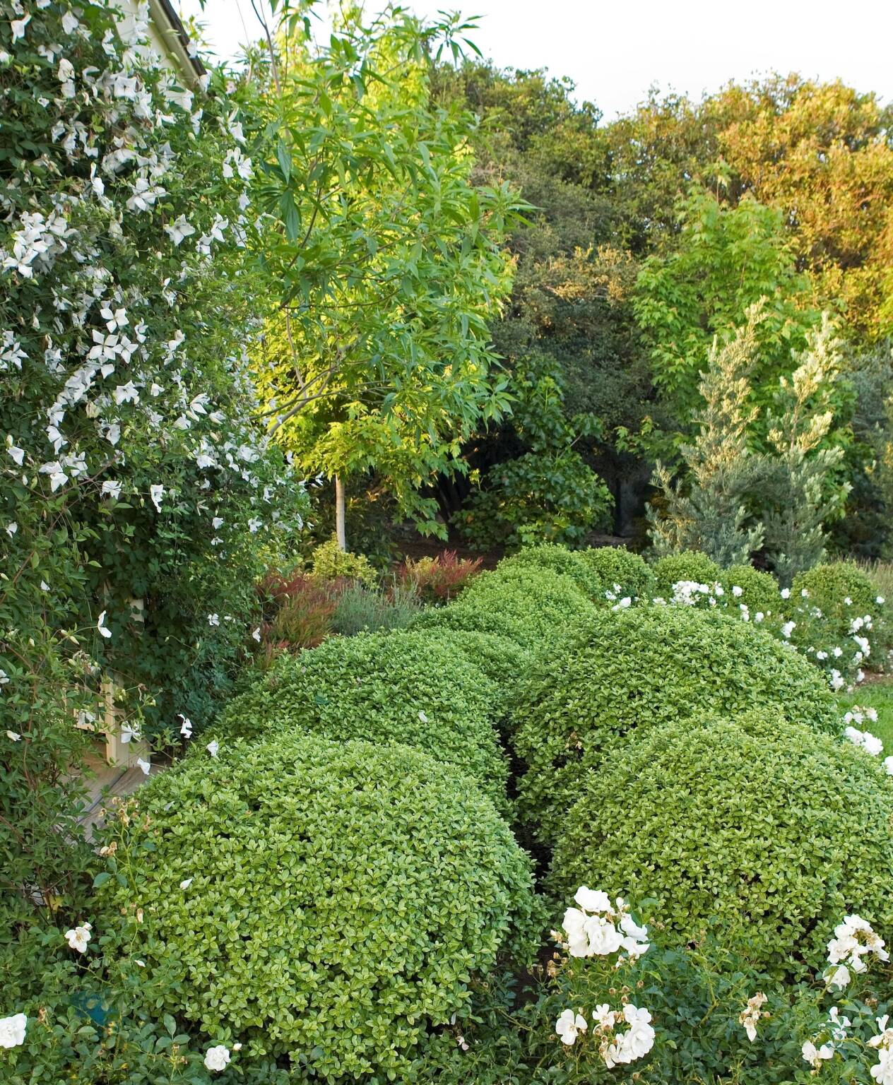 Evergreen Shrubs with a Natural Round Shape: Our Favorites