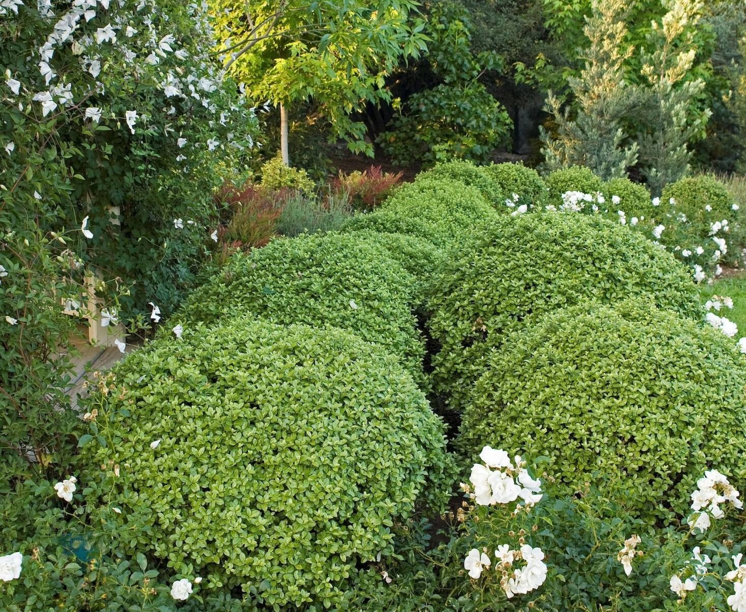 Evergreen Shrubs with a Natural Round Shape: Our Favorites