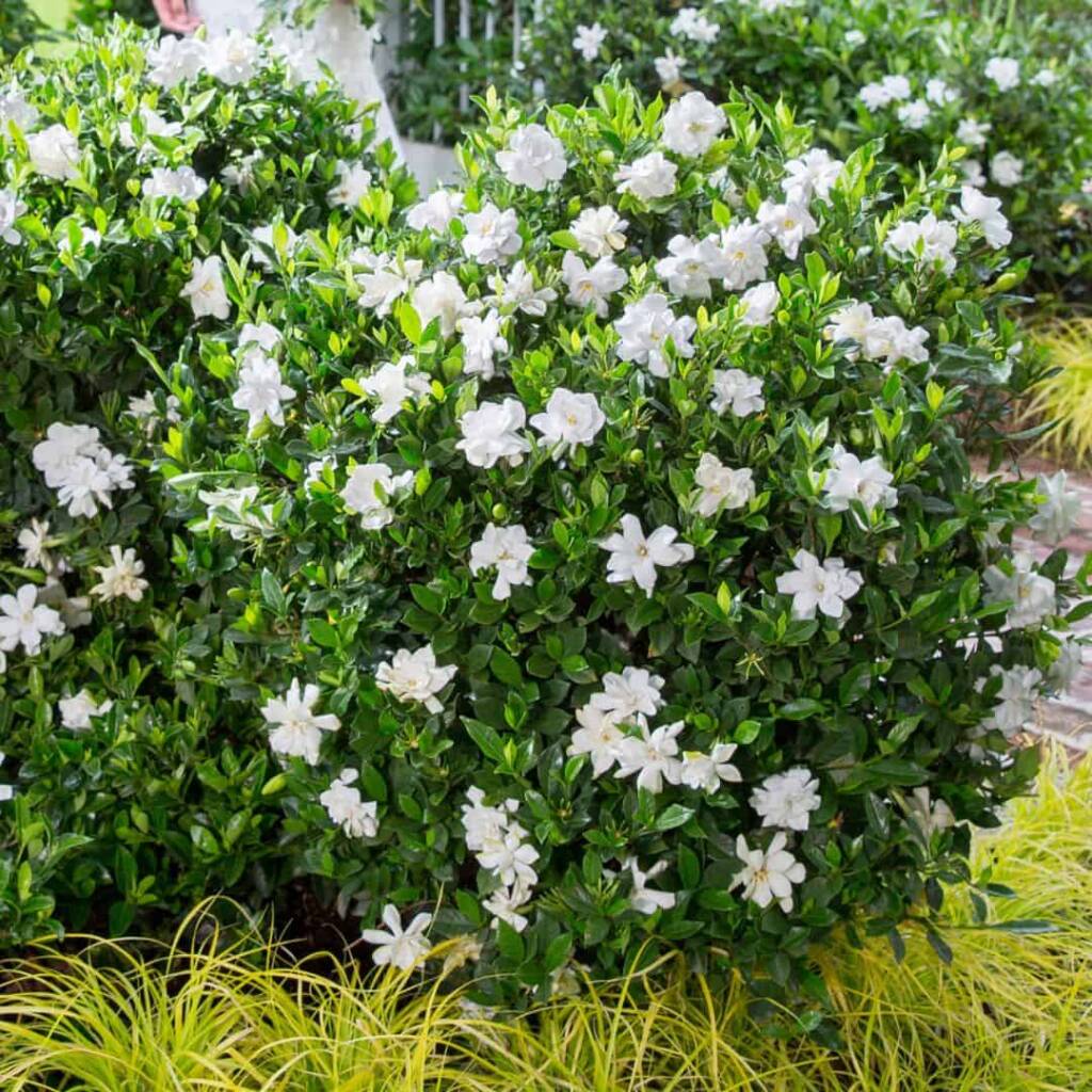 Evergreen Shrubs with a Natural Round Shape: Our Favorites