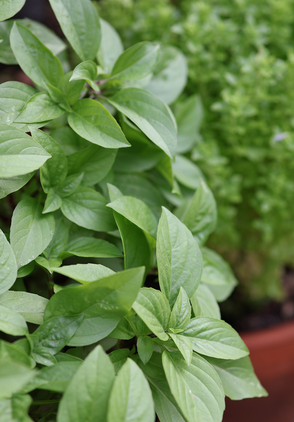 Herbs for Shade: Our Favorite Herbs to Grow When There's Little Light in the Garden