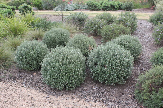 Evergreen Shrubs with a Natural Round Shape: Our Favorites