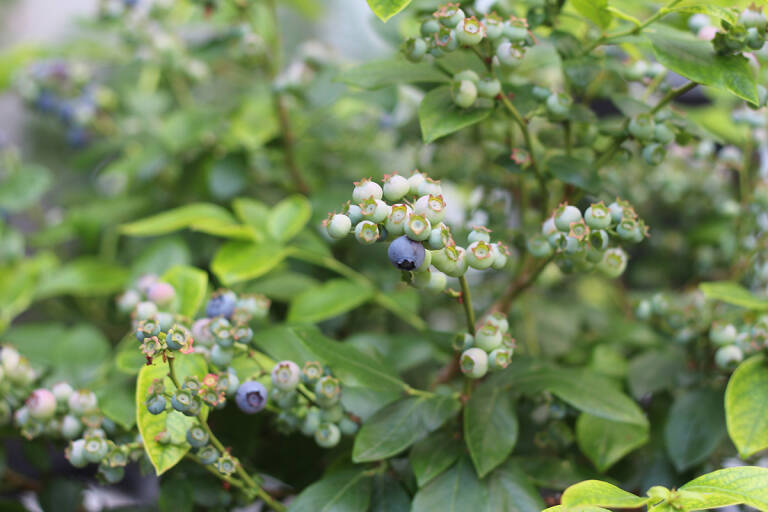Shrubs for Shade: Our Favorite Flowering Shrubs for the Shade Garden
