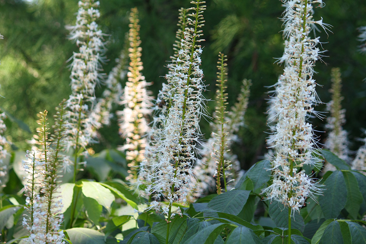 Shrubs for Shade: Our Favorite Flowering Shrubs for the Shade Garden