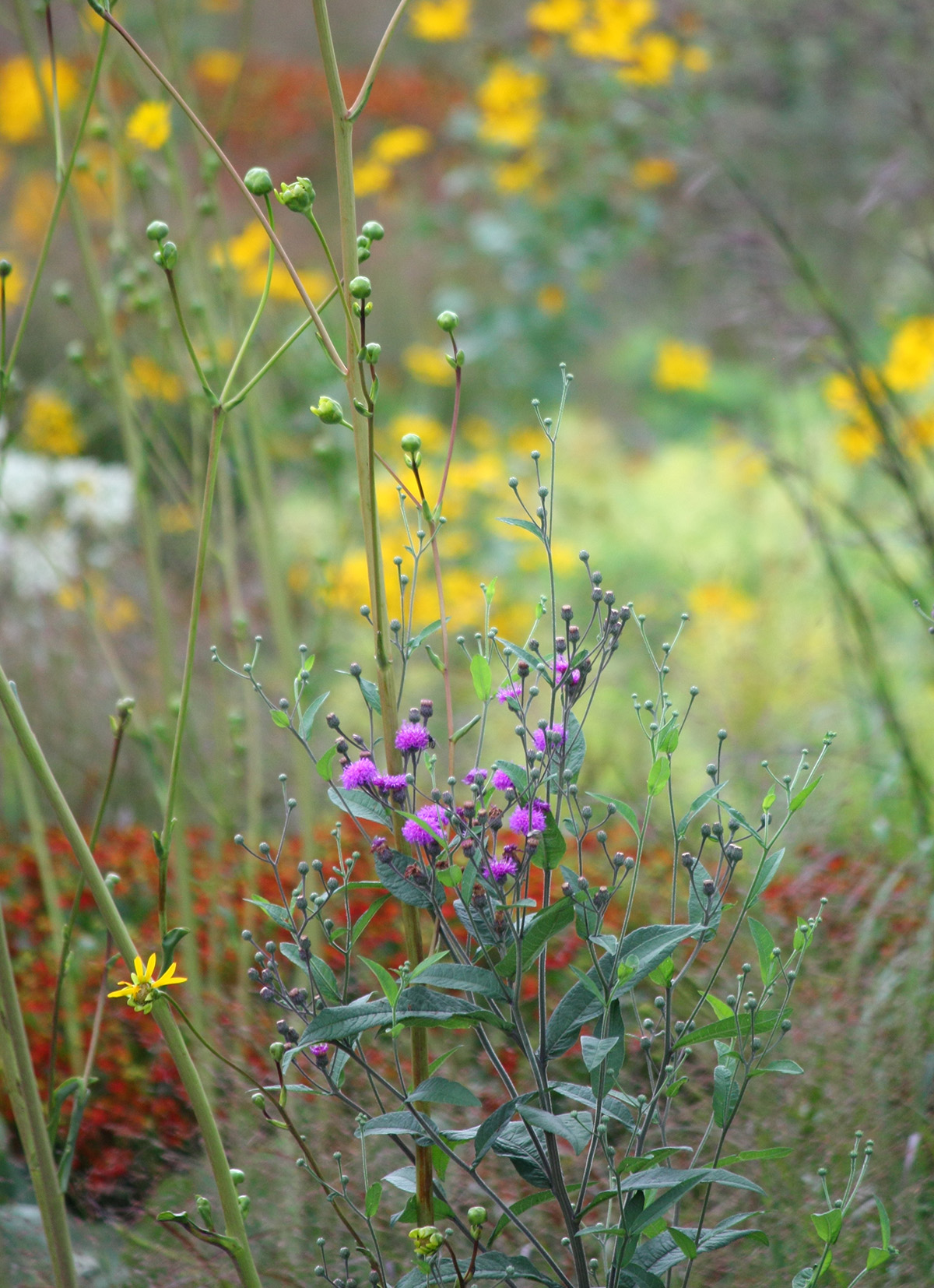 Native perennials for late summer create a naturalistic landscape