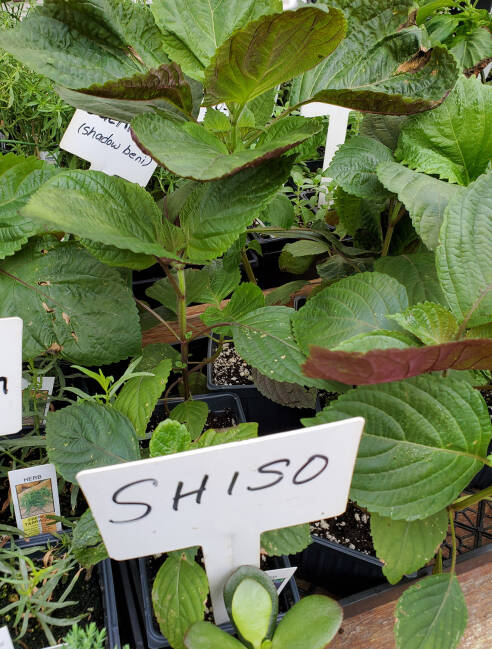 Shiso and Sesame Leaf: What's the Difference Between the Herbs?