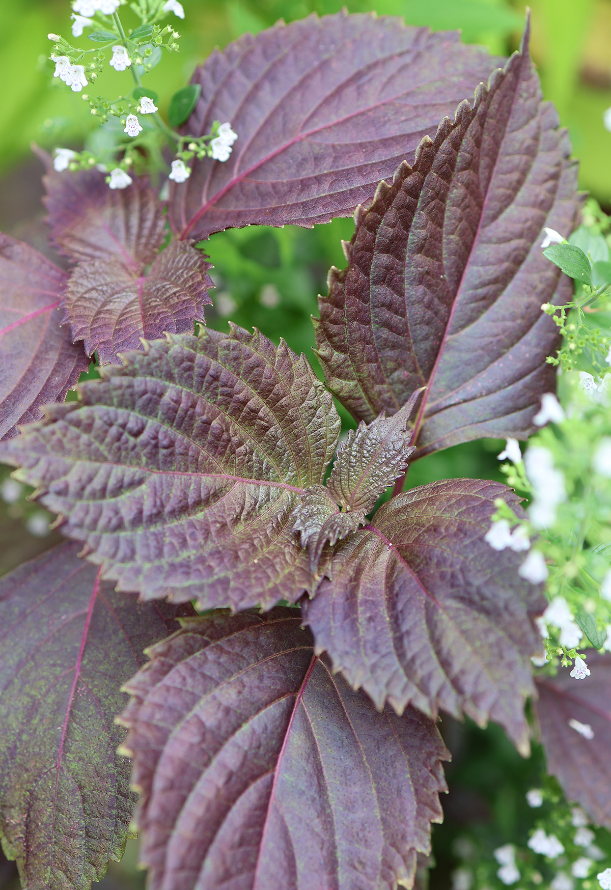 Shiso and Sesame Leaf: What's the Difference Between the Herbs?