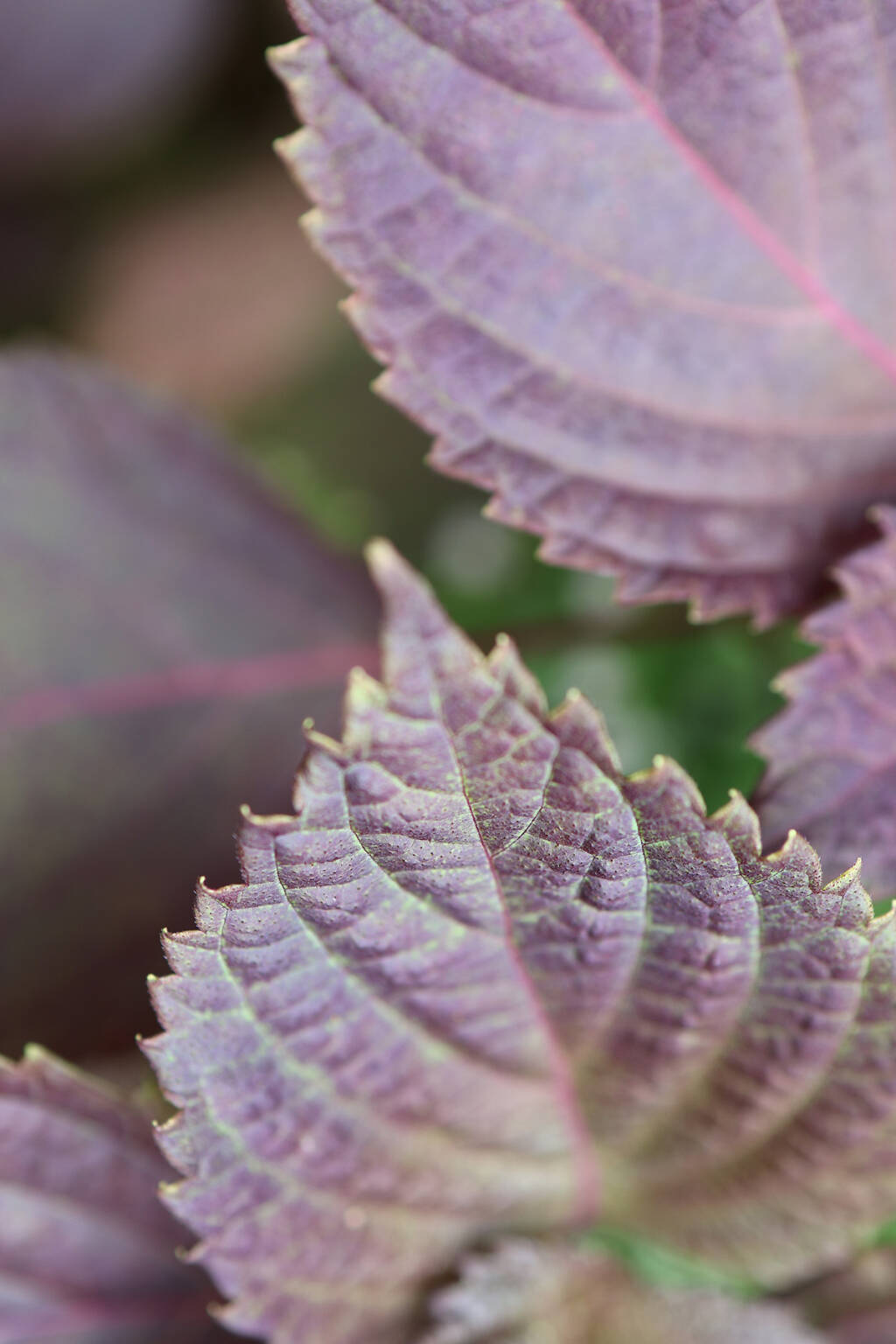 Shiso and Sesame Leaf: What's the Difference Between the Herbs?
