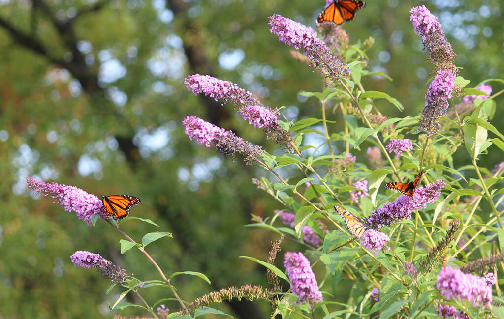 Invasive Plants to Avoid and the Native Alternatives You Should Grow ...