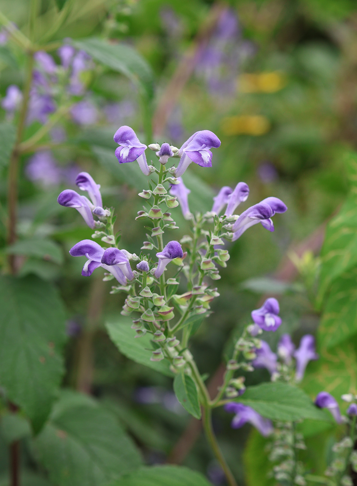 Downy Skullcap Plant