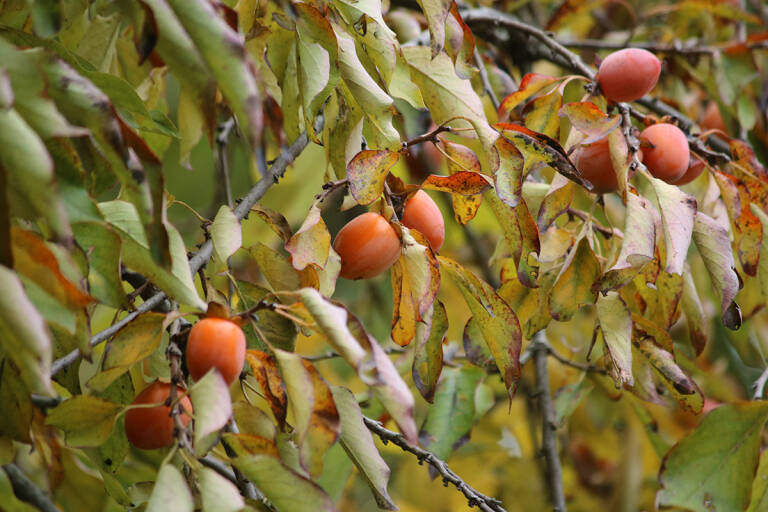 American Persimmon Tree: How to Grow the Native Tree
