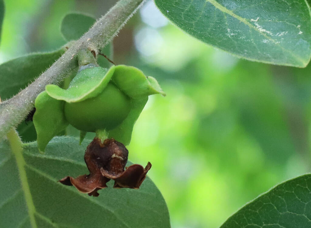 American Persimmon Tree: How to Grow the Native Tree