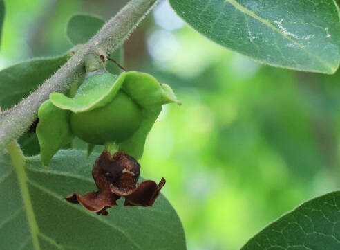 American Persimmon Tree: How to Grow the Native Tree