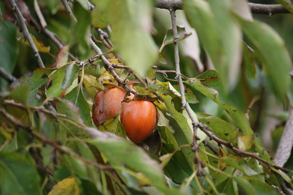 American Persimmon Tree: How to Grow the Native Tree