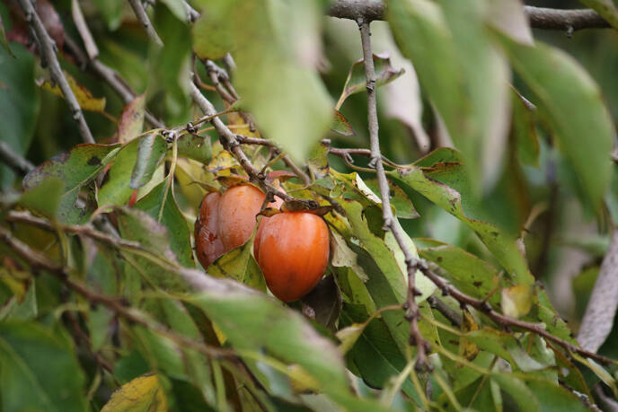 American Persimmon Tree: How to Grow the Native Tree