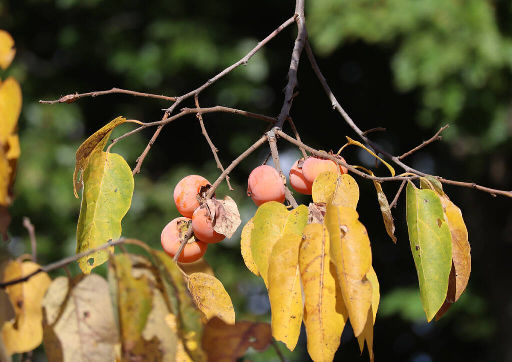 American Persimmon Tree: How to Grow the Native Tree