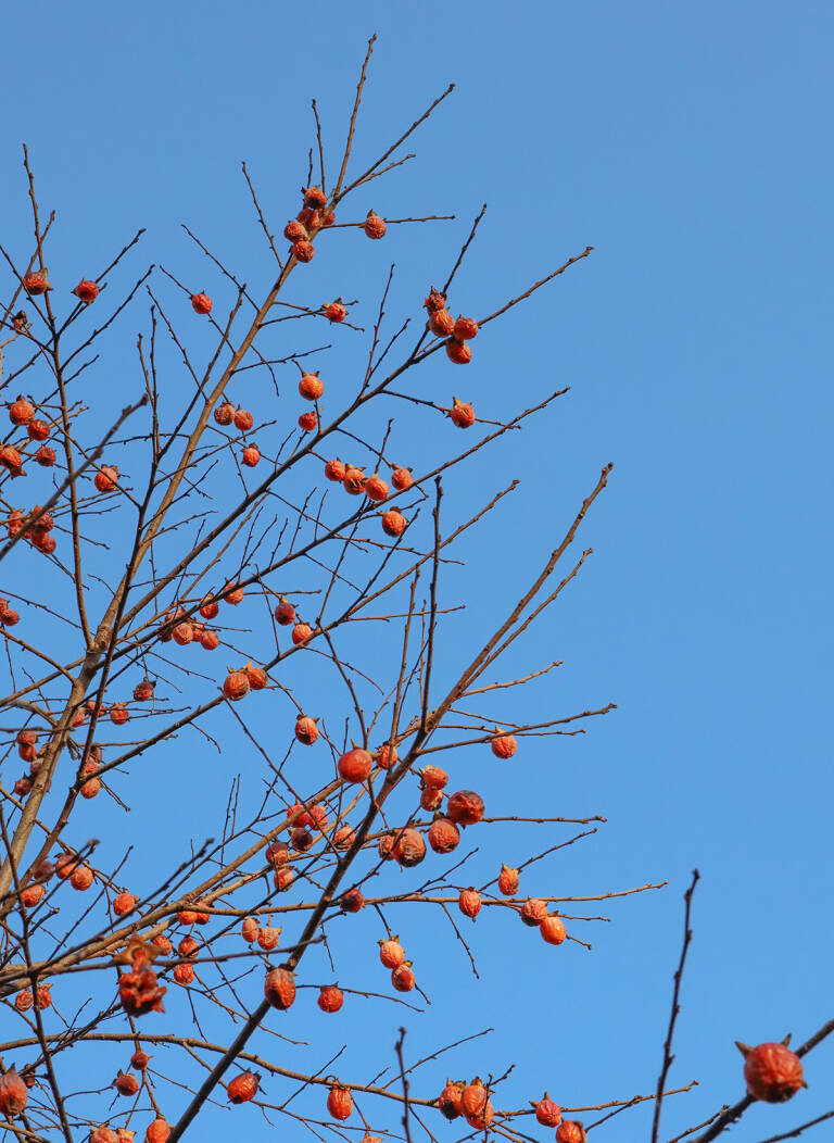 American Persimmon Tree: How to Grow the Native Tree
