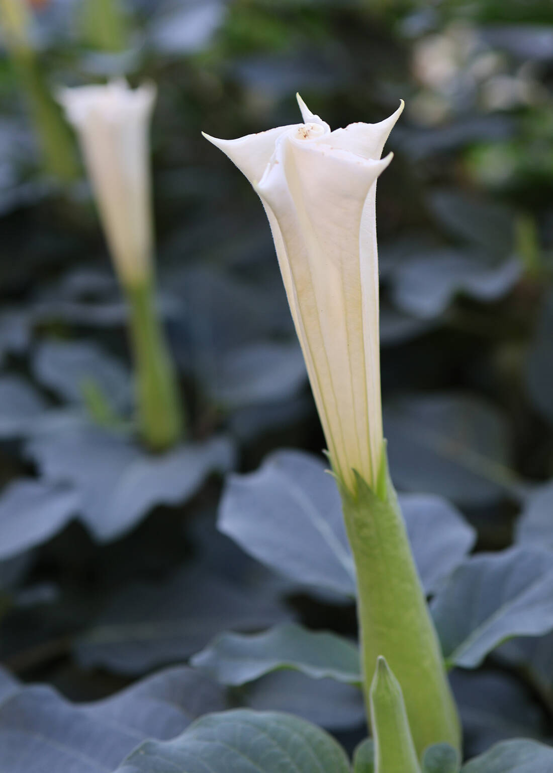 Datura: How to Grow Devil's Trumpet Flower, a White Bloom with a Sweet ...