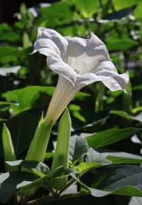 Datura: How to Grow Devil's Trumpet Flower, a White Bloom with a Sweet ...