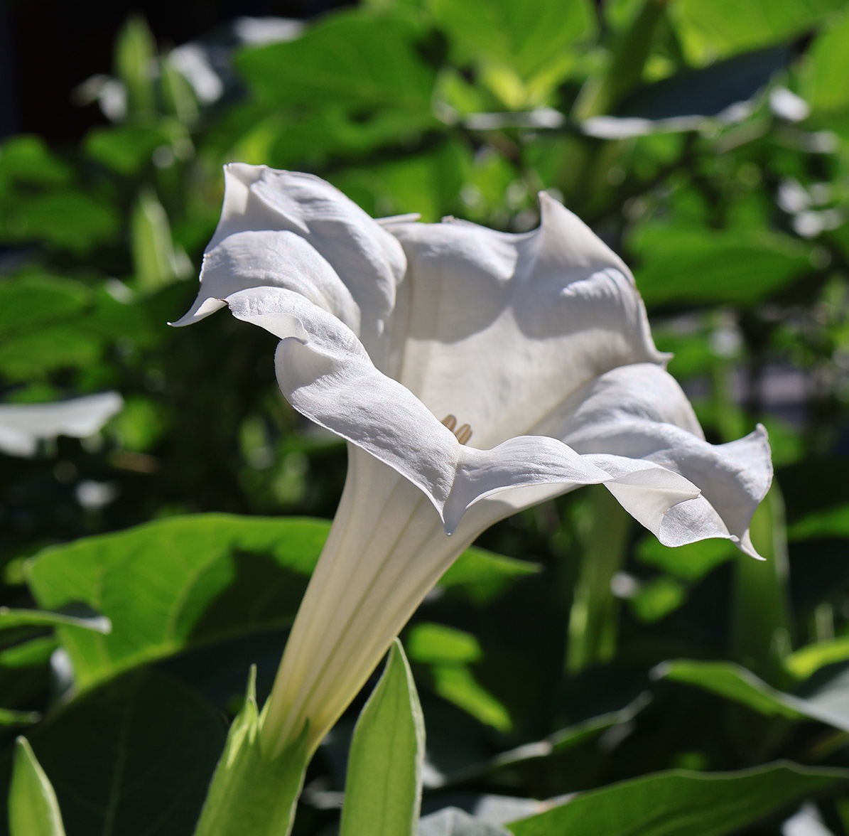 Datura: How to Grow Devil's Trumpet Flower, a White Bloom with a Sweet ...