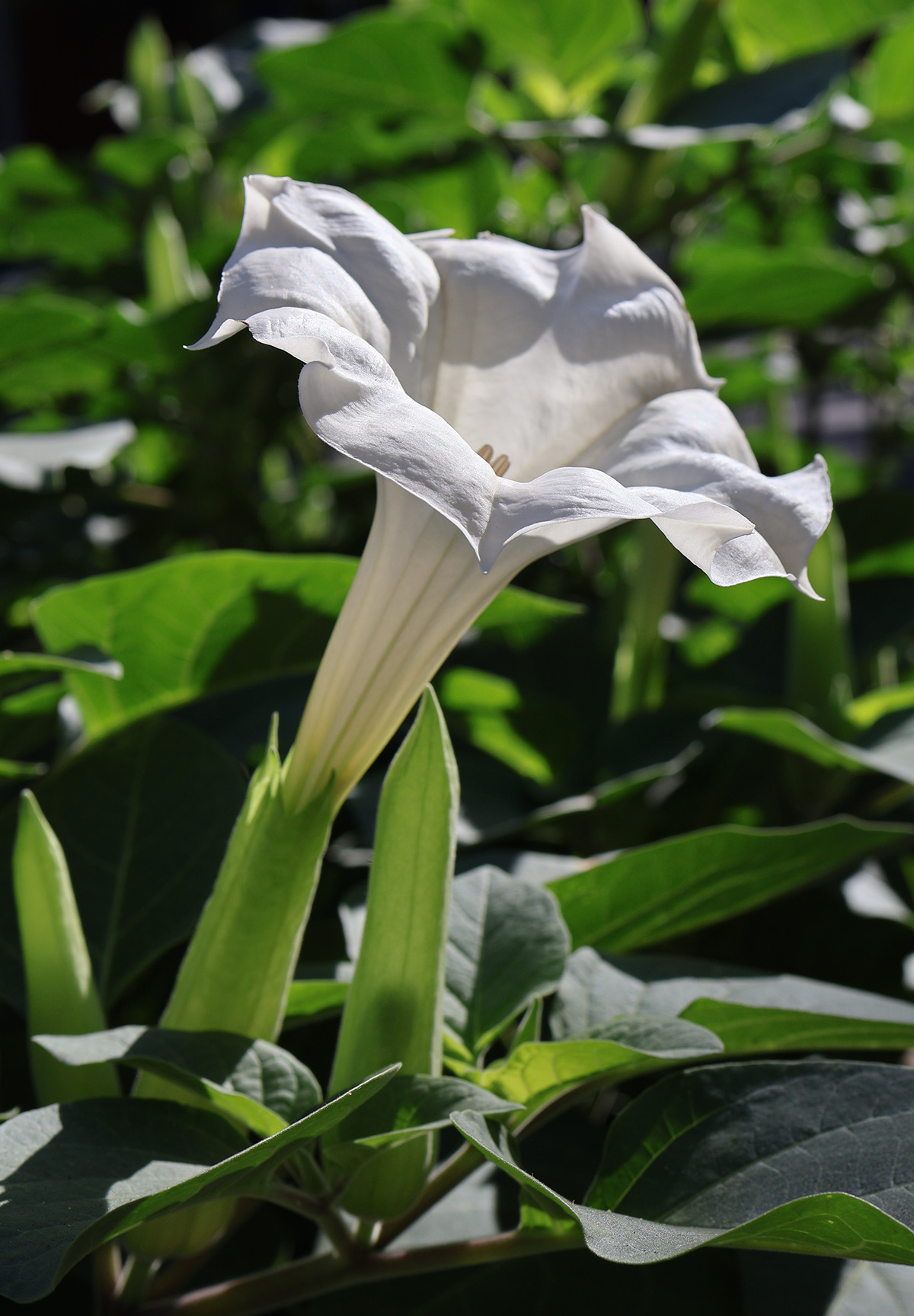 Datura: How to Grow Devil's Trumpet Flower, a White Bloom with a Sweet ...